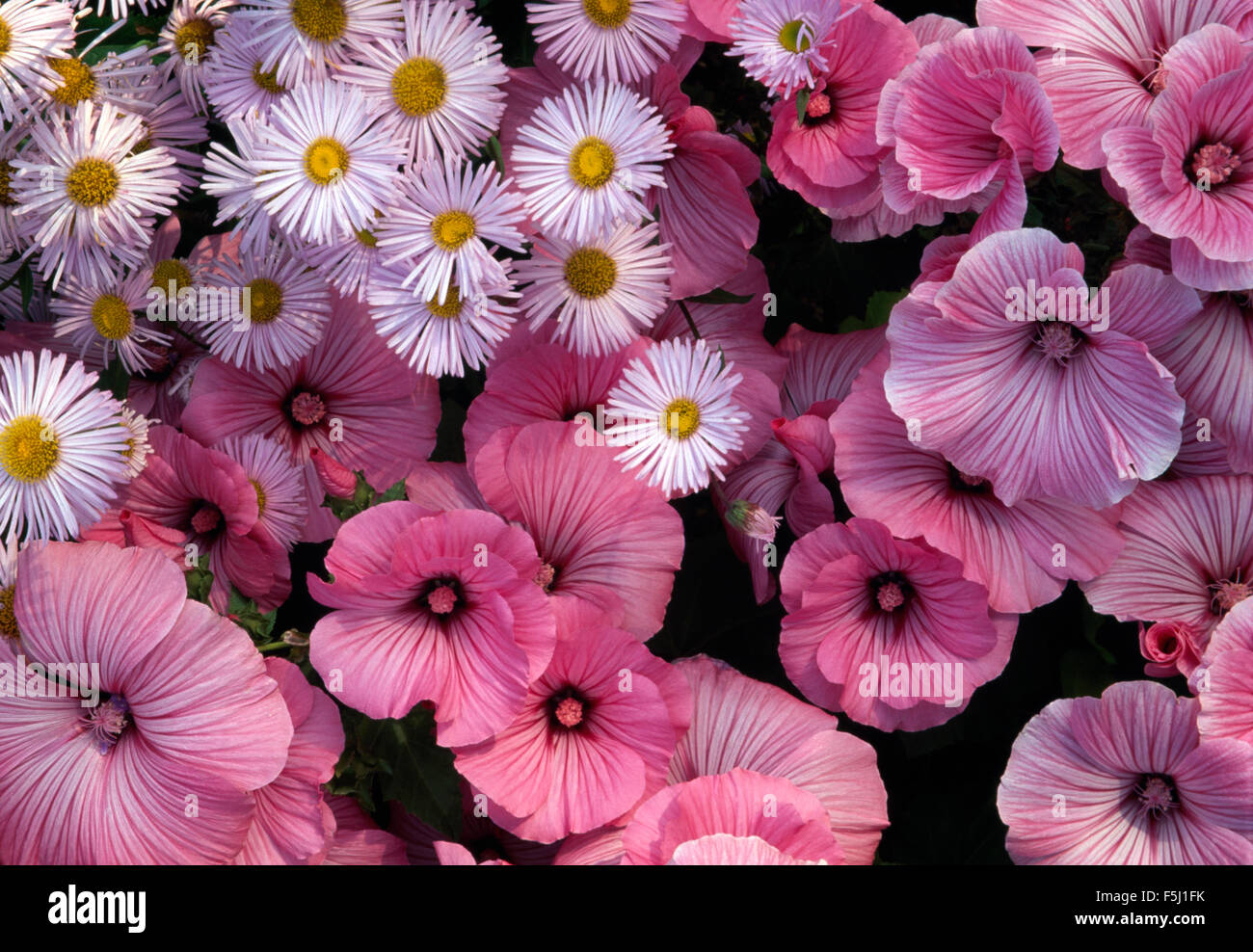 Close-up of pale mauve asters with pink lavatera Stock Photo - Alamy