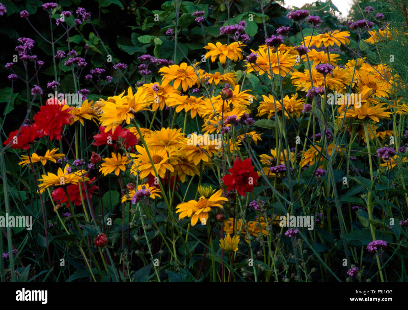 Close-up of yellow annual rudbeckia with purple Verbena "Bonariensis ...