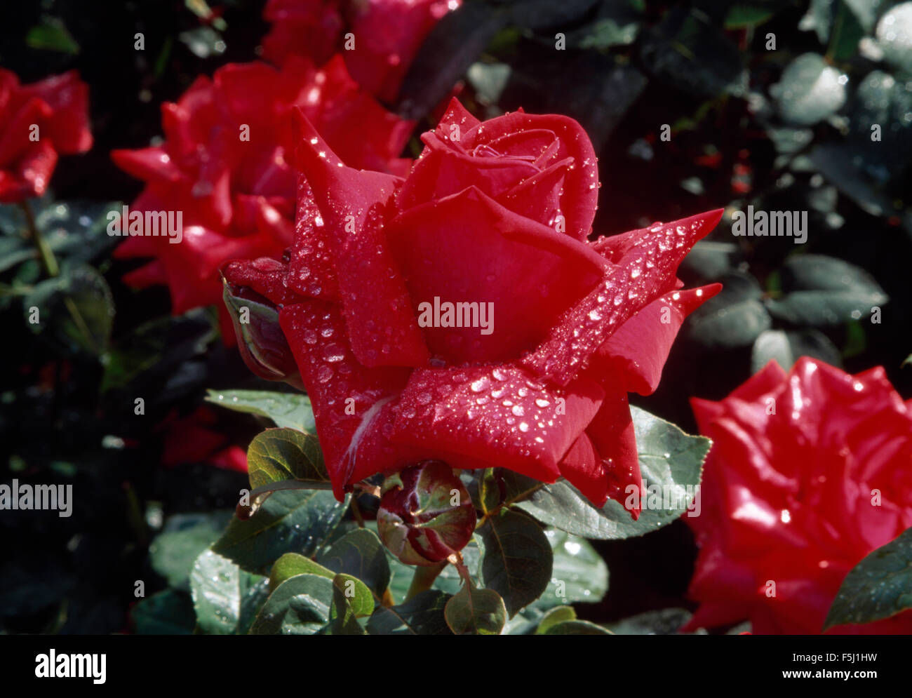 Floribunda roses hi-res stock photography and images - Alamy
