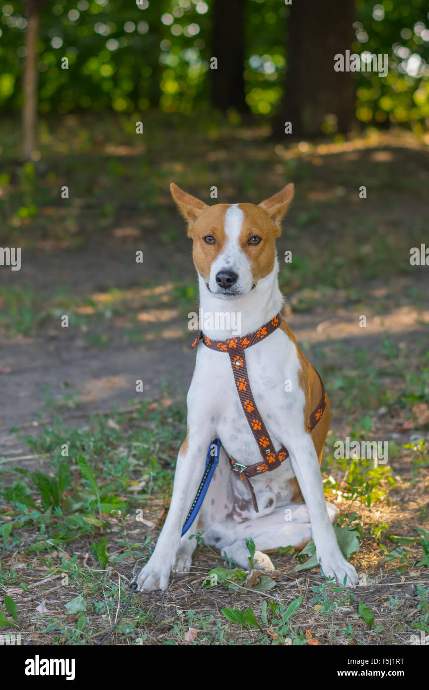 Brave Basenji dog sitting on the ground and looking in master's eyes ...