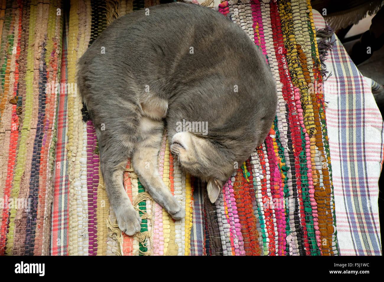 Cyprus cats hi-res stock photography and images - Alamy