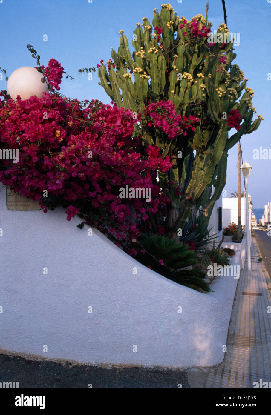 Pink and white bougainvillea hi-res stock photography and images - Alamy