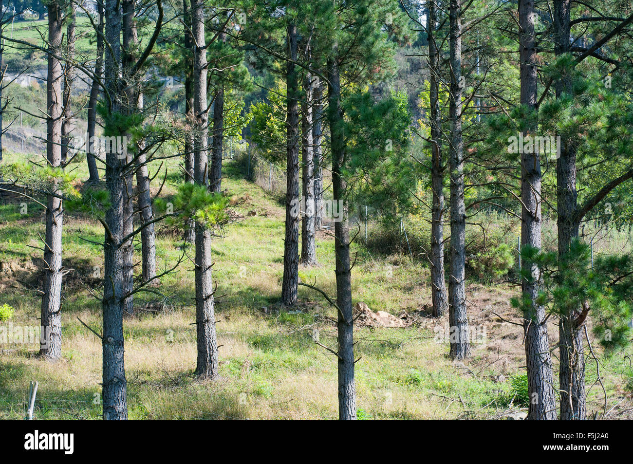Tree Plantation of Pinus radiata in the Basque Country Stock Photo - Alamy