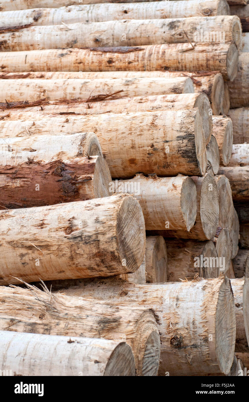 Stacked pinus radiata logs debarked Stock Photo - Alamy