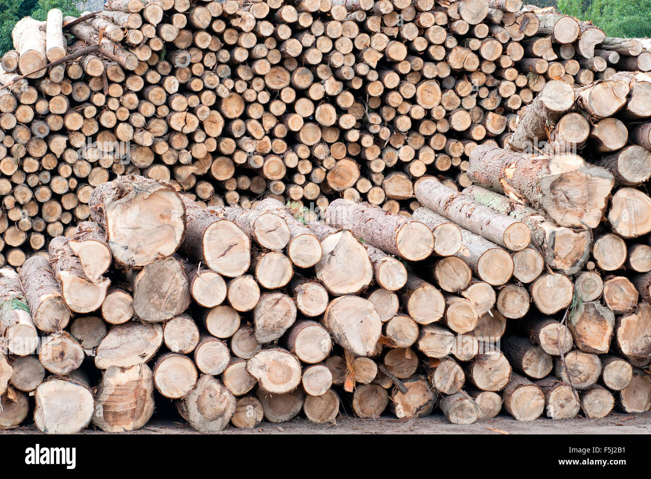 Pinus radiata hi-res stock photography and images - Alamy