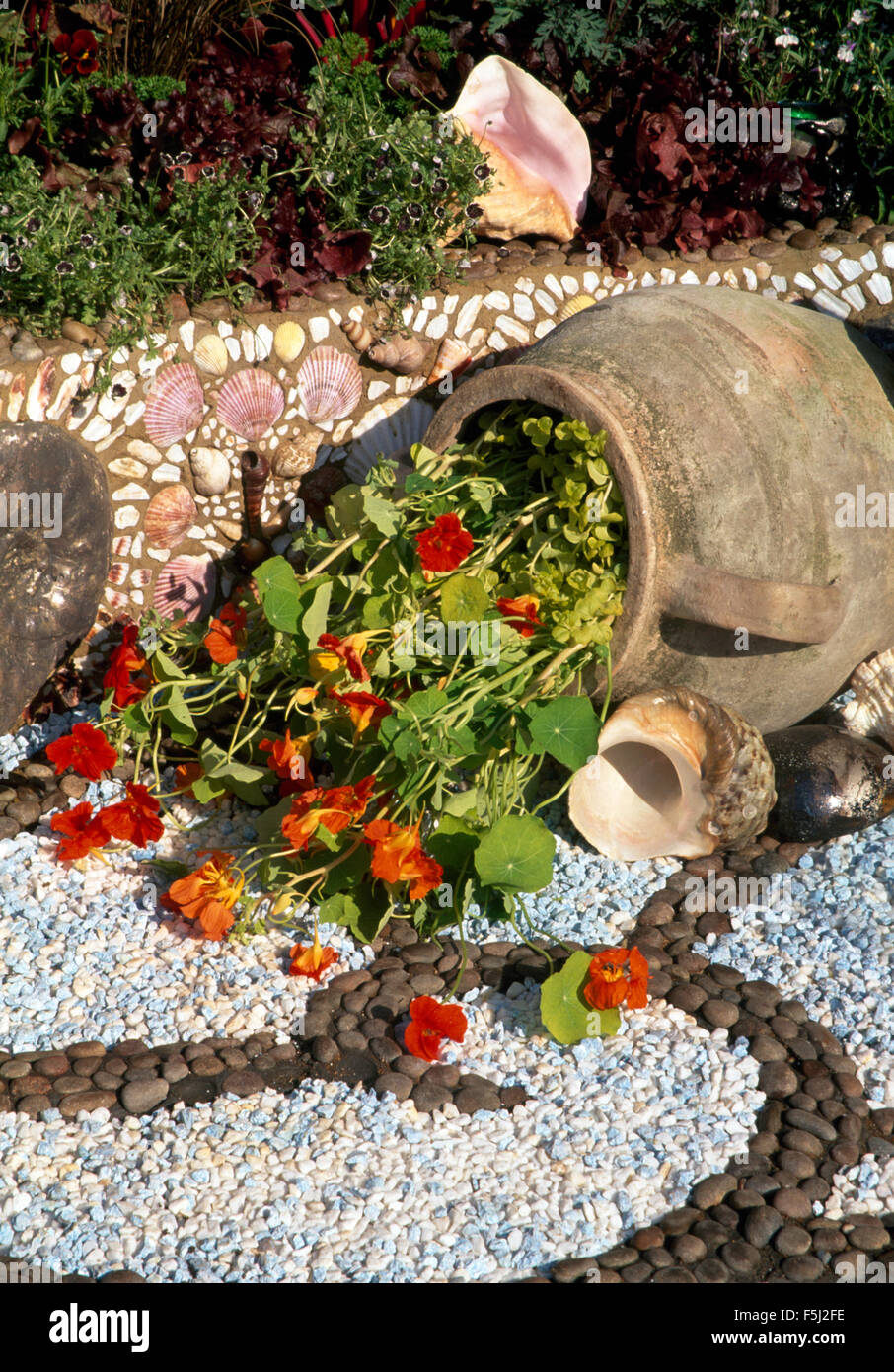 Orange nasturtiums in old amphora pot against seashell tiled low wall ...