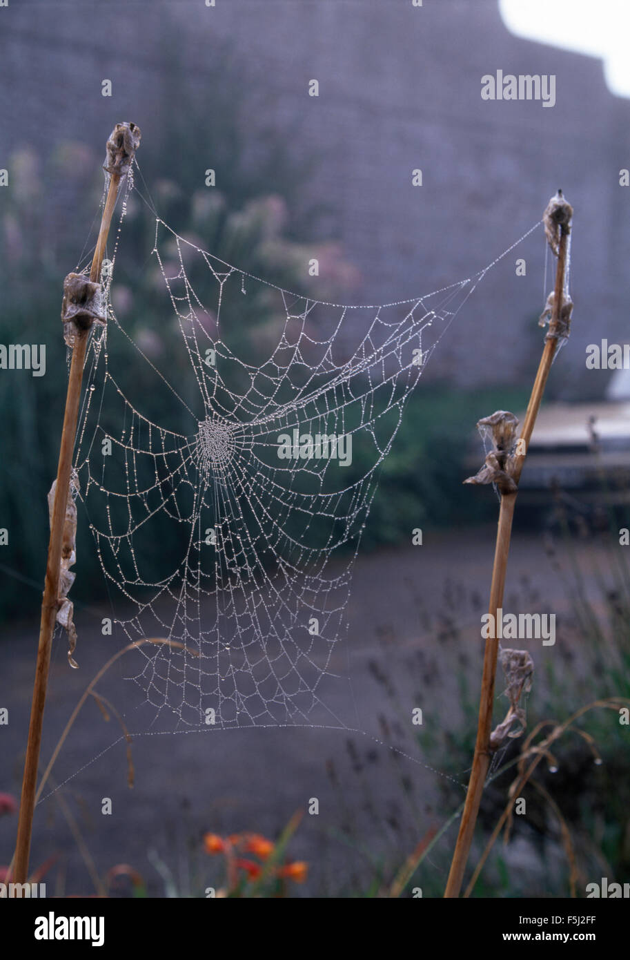 Close-up of a dew covered cobweb Stock Photo - Alamy