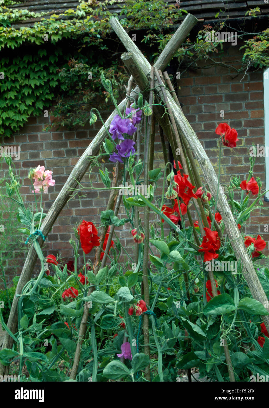 Peas supports hi-res stock photography and images - Alamy