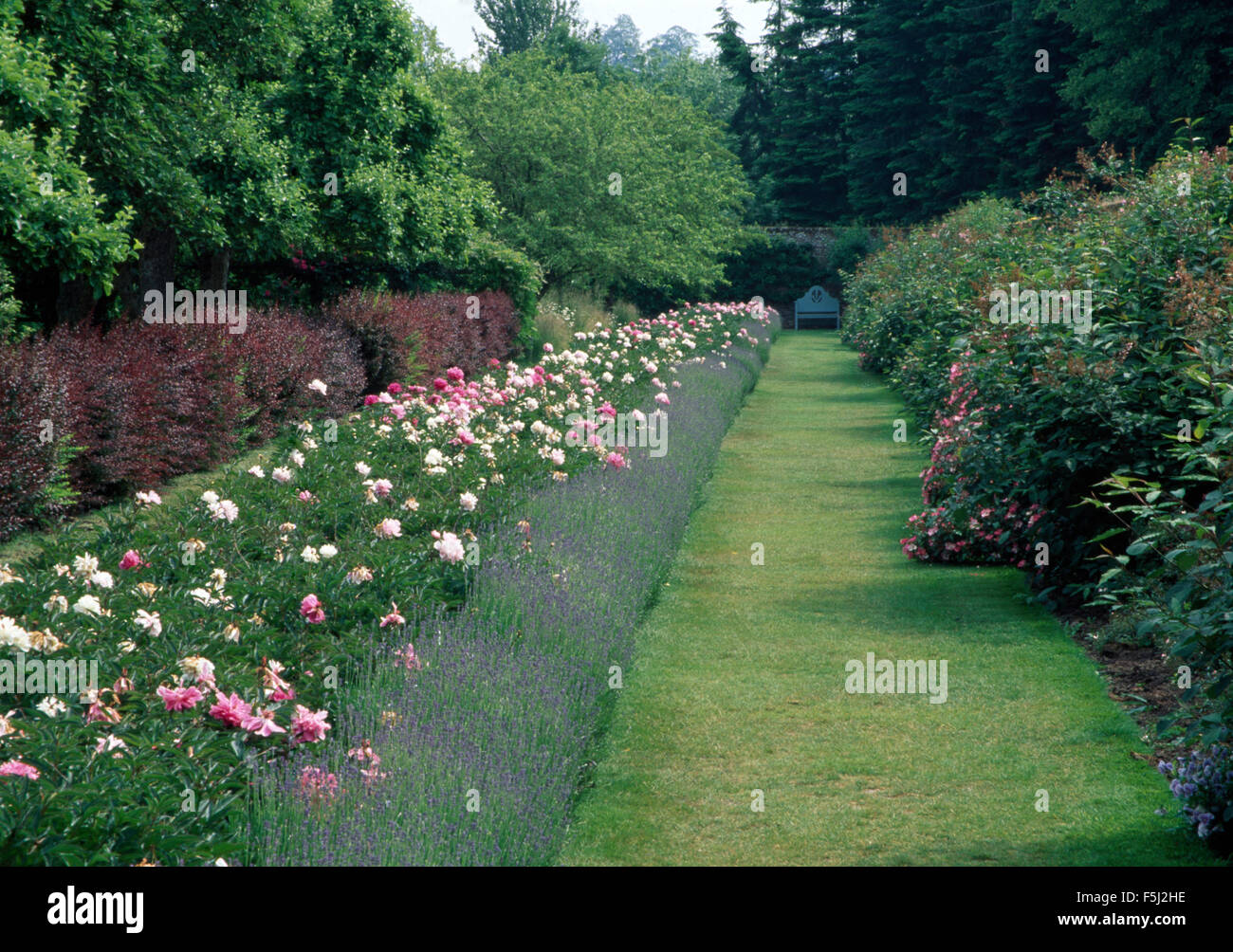 Pink peonies and lavender in wide border beside grass path in large ...