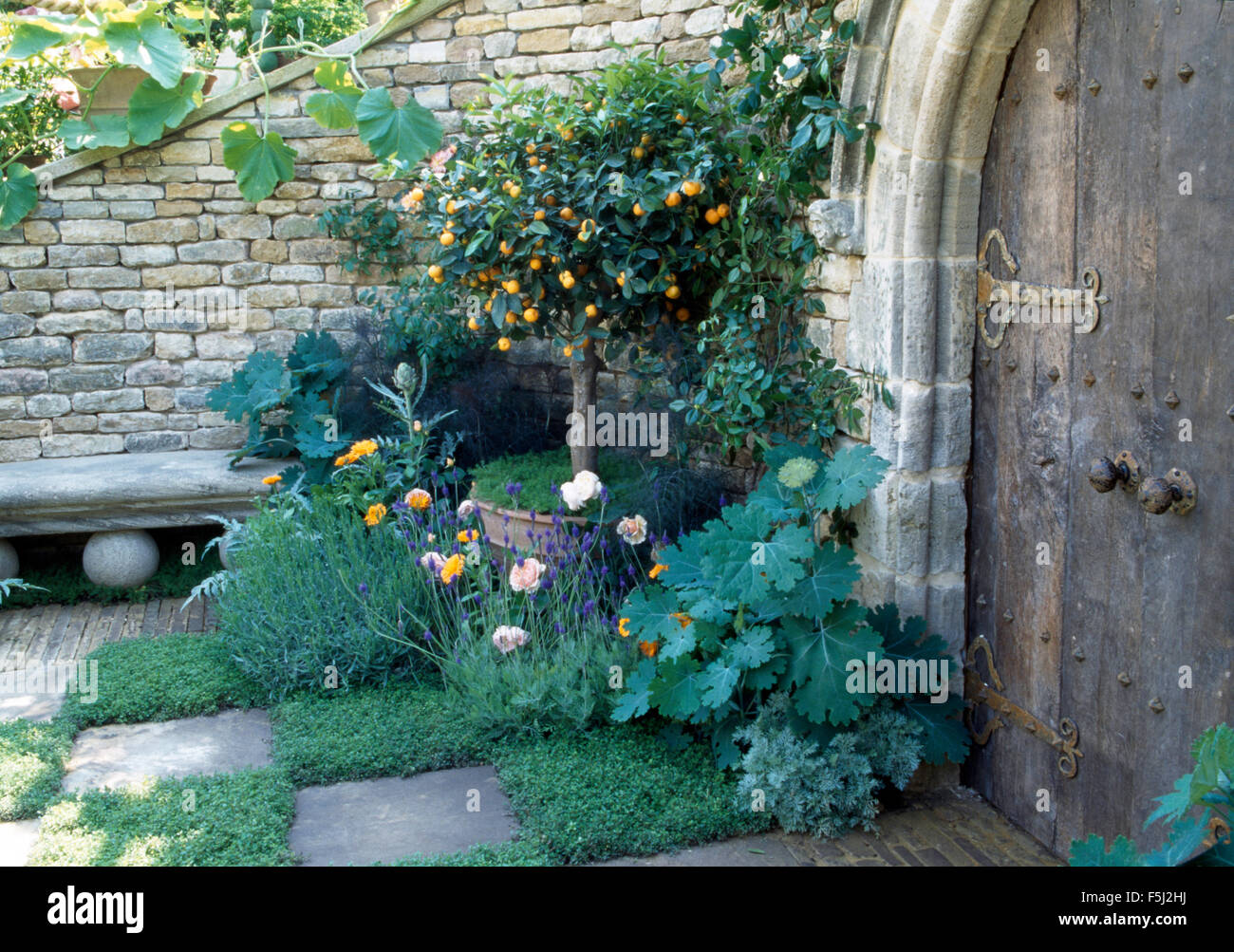 Lemon tree in pot in corner of walled garden with thyme and stone ...