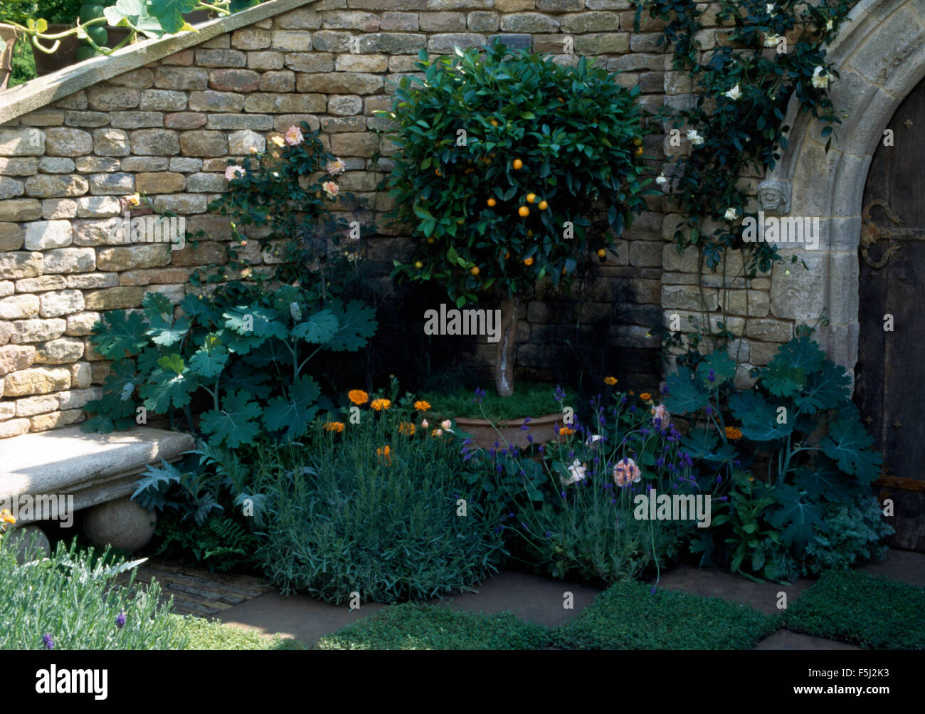 Lemon tree in pot in corner of walled garden with lavender Stock Photo ...