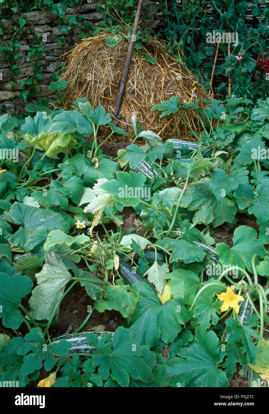 Growing marrows hi-res stock photography and images - Alamy