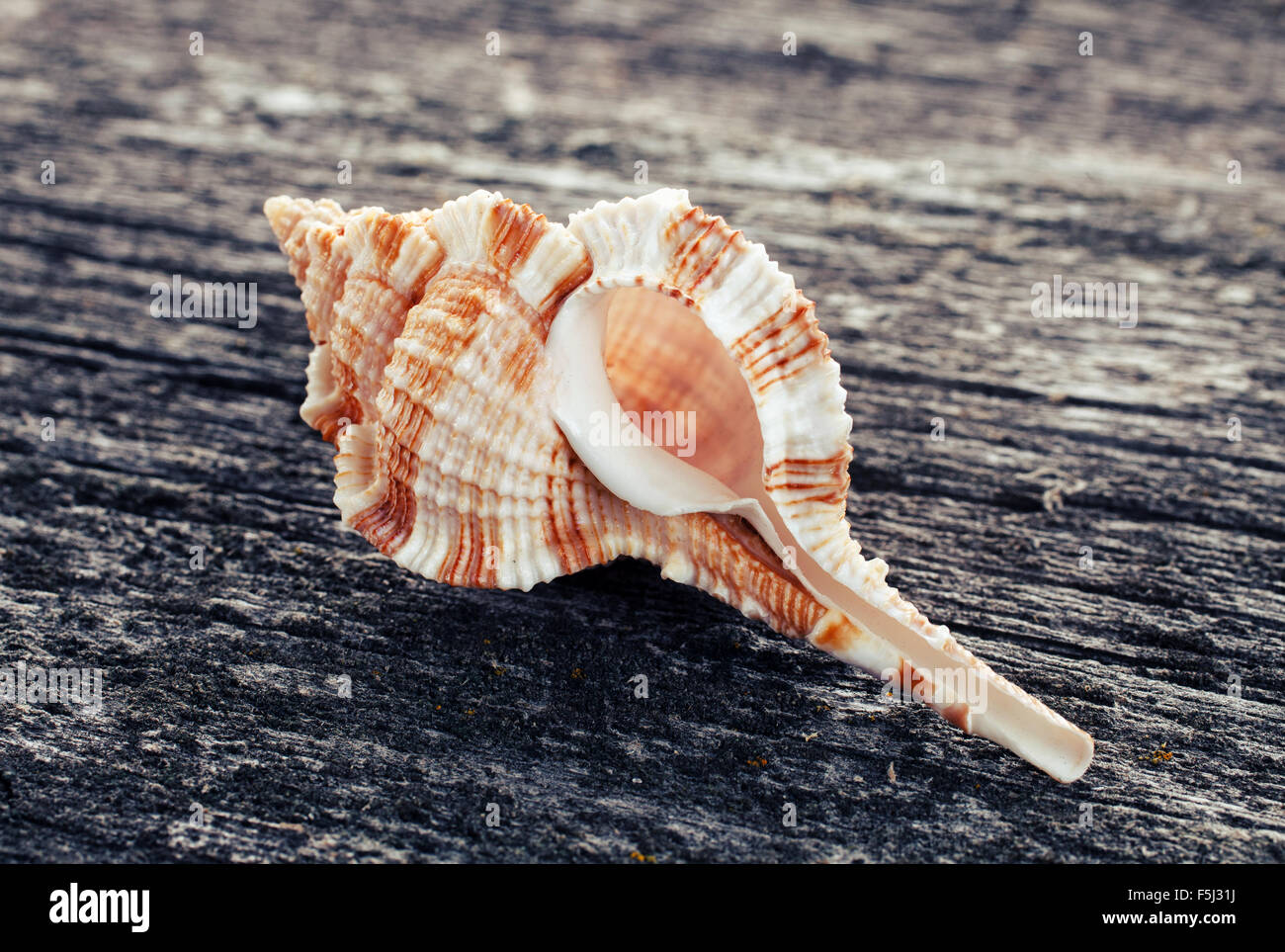 sea shell on wooden background Stock Photo - Alamy