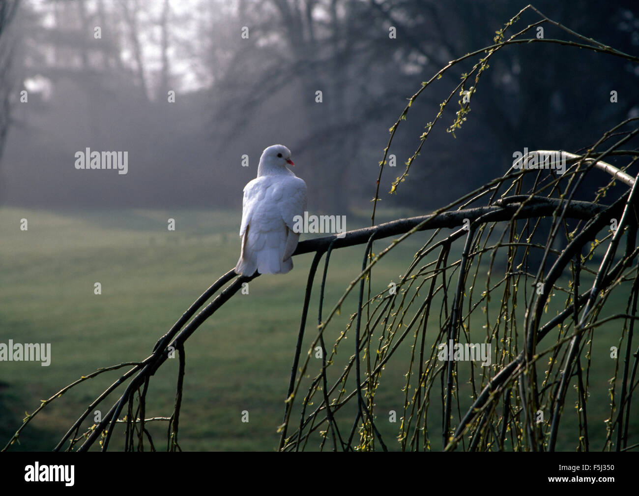Close-up of a white dove sitting on a branch of a tree Stock Photo - Alamy