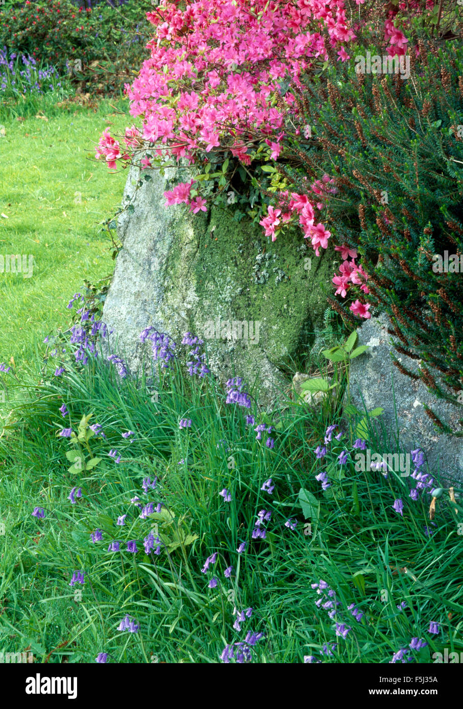 English bluebells hi-res stock photography and images - Alamy