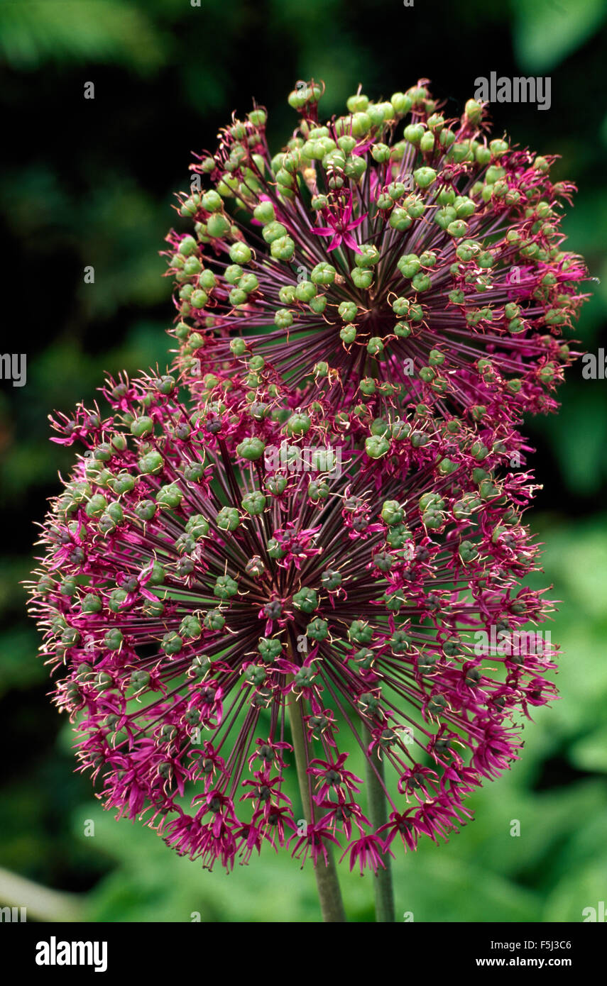 Deep pink hi-res stock photography and images - Alamy