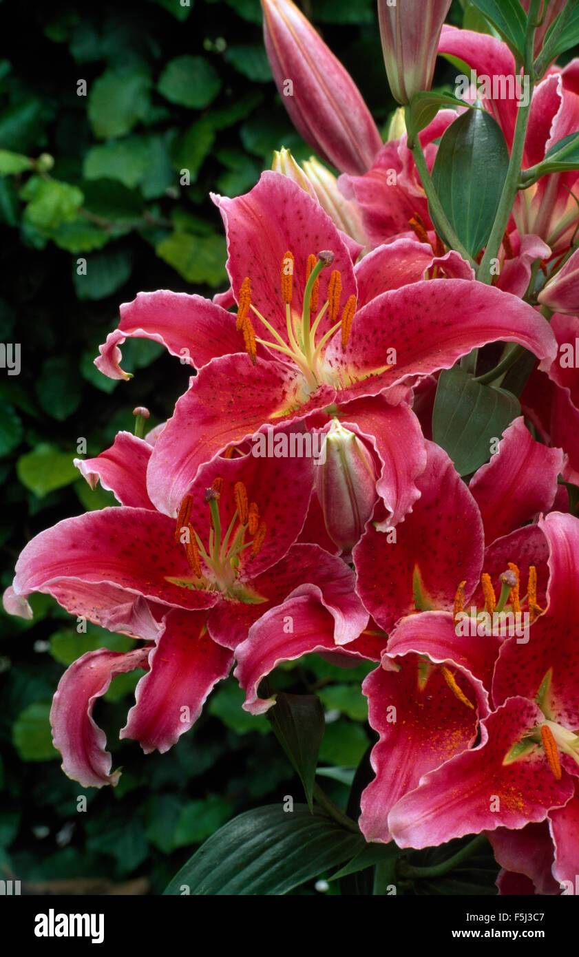 Stargazer Lilies Stock Photos & Stargazer Lilies Stock Images - Alamy