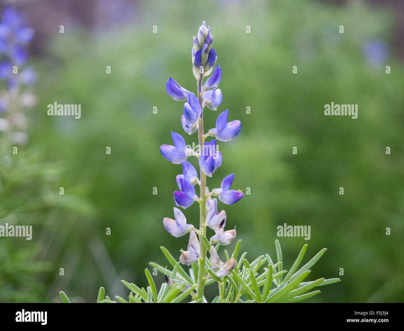Australian flowering weed hi-res stock photography and images - Alamy