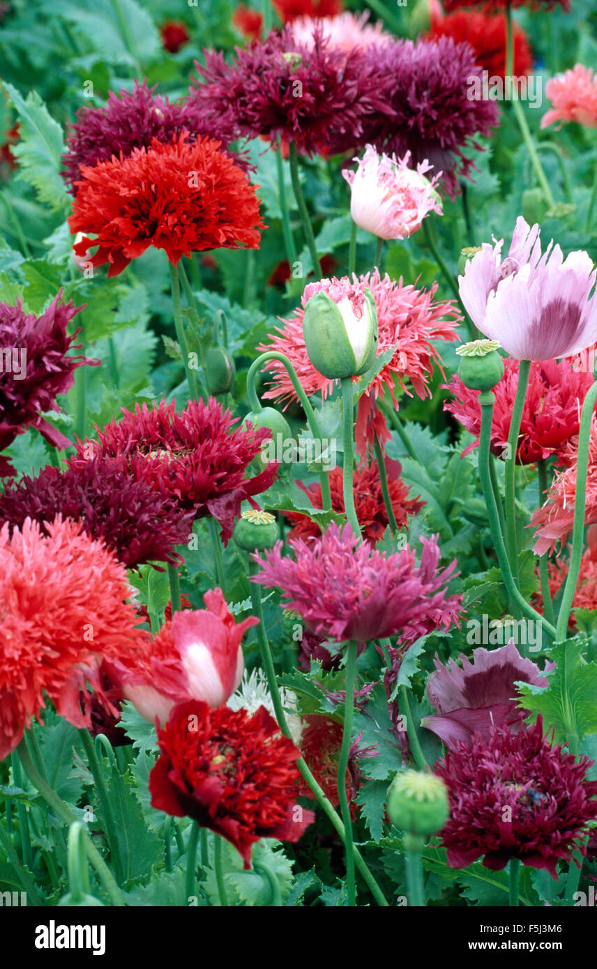 Close-up of fringed opium poppies Stock Photo - Alamy