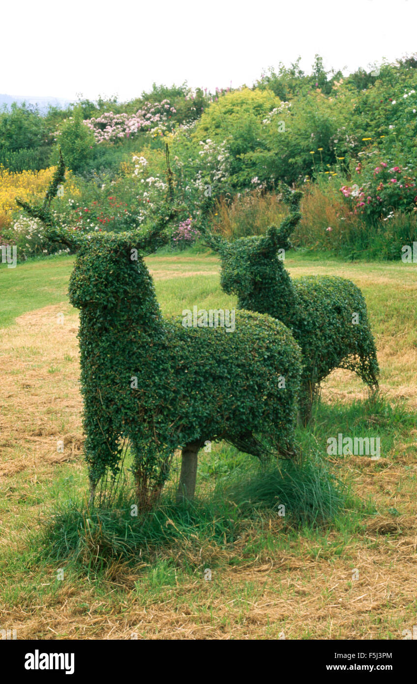 Two topiary deer in a country garden Stock Photo - Alamy