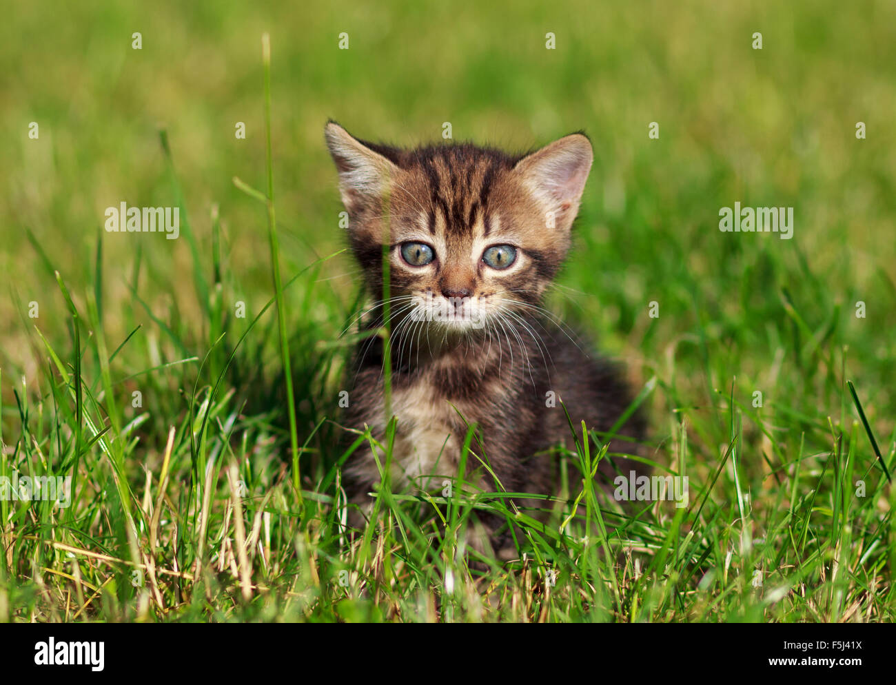 Striped cat in green grass hi-res stock photography and images - Alamy