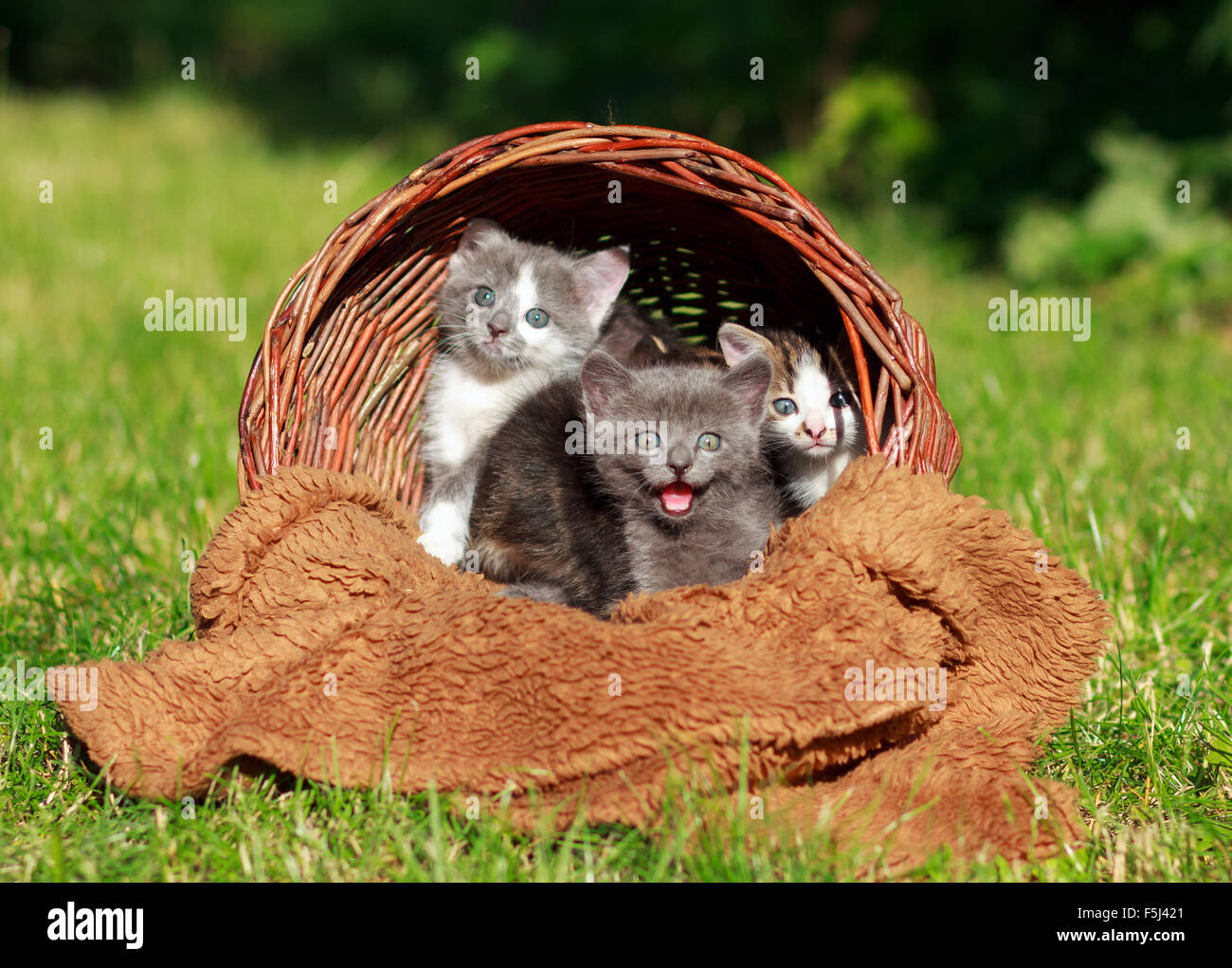 Little Kittens in a basket Stock Photo - Alamy
