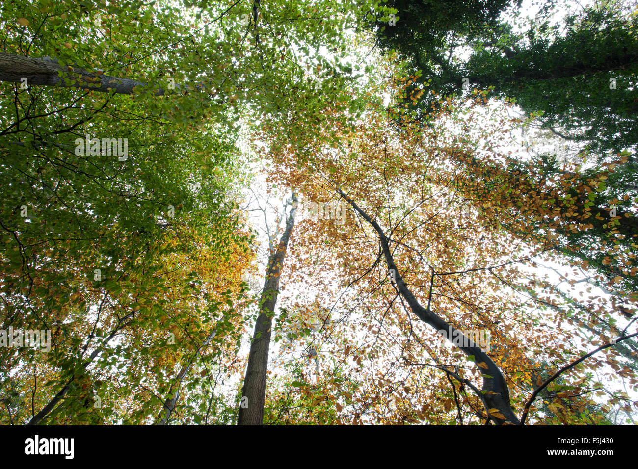Tall greenery hi-res stock photography and images - Alamy