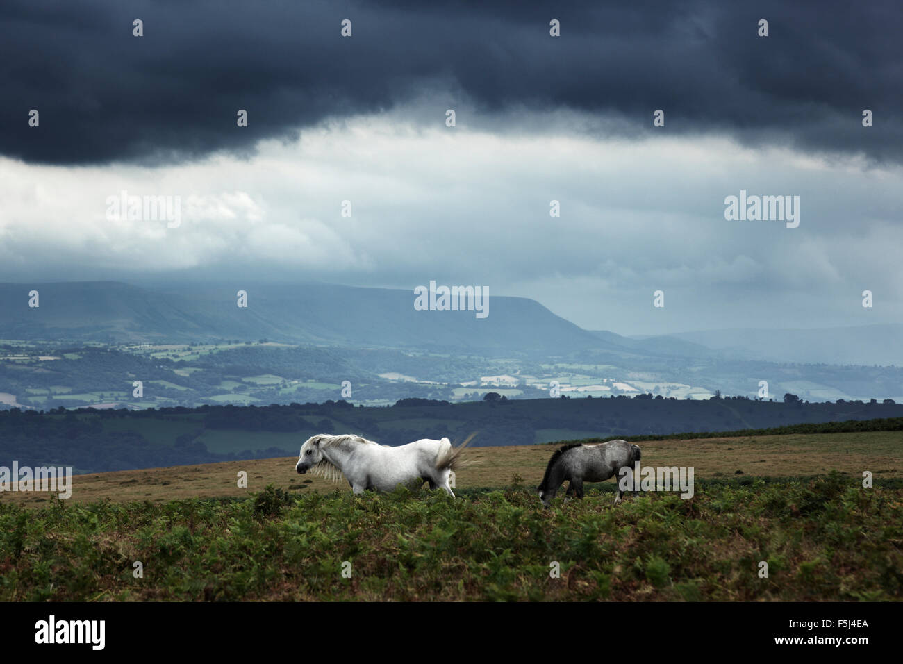 Hergest ridge in herefordshire hi-res stock photography and images - Alamy