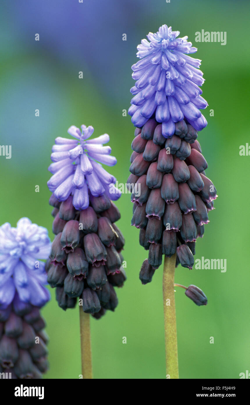 Muscari hi-res stock photography and images - Alamy