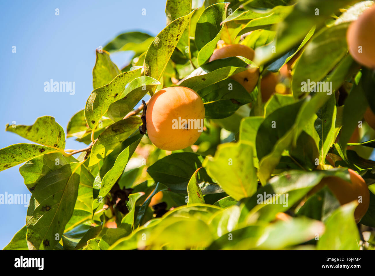 Tree seasons 4 fruit hi-res stock photography and images - Alamy