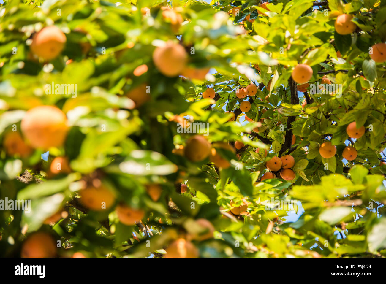 Tree seasons 4 fruit hi-res stock photography and images - Alamy