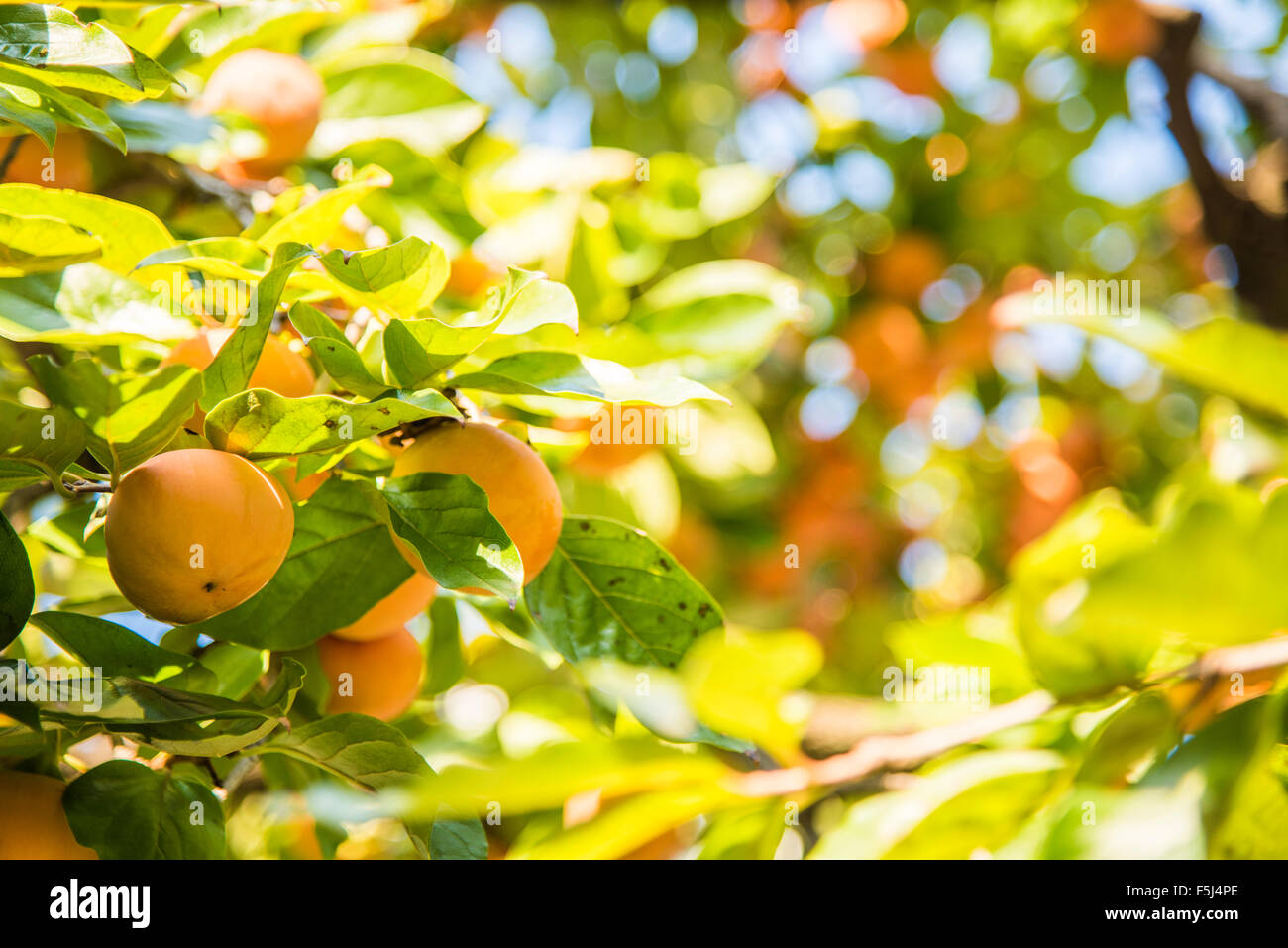Tree seasons 4 fruit hi-res stock photography and images - Alamy