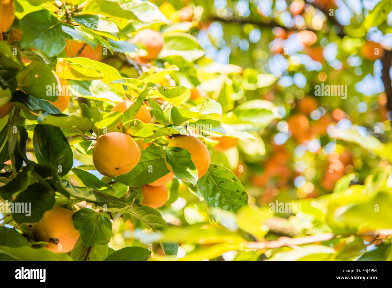 Tree seasons 4 fruit hi-res stock photography and images - Alamy