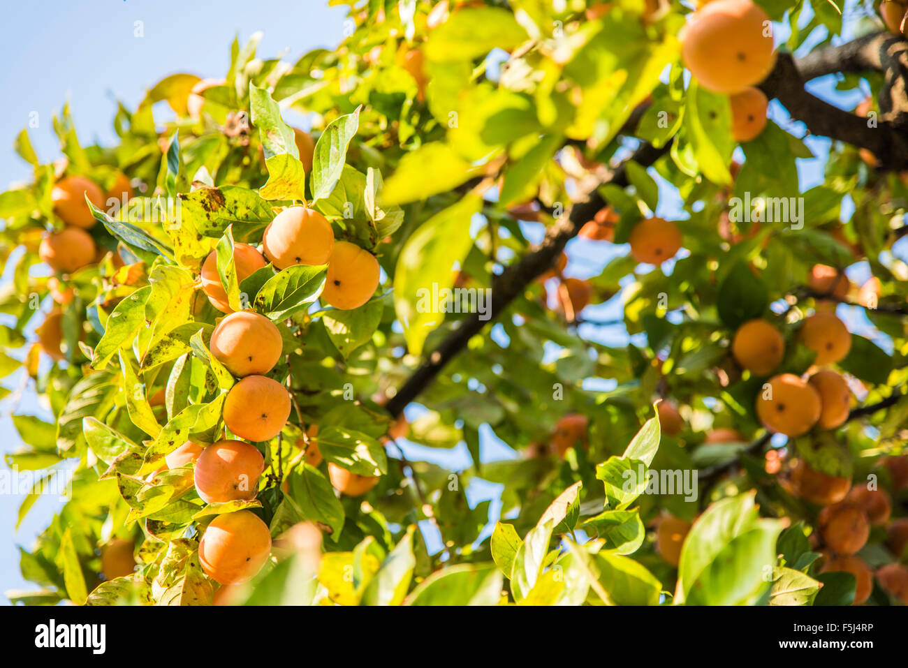 Tree seasons 4 fruit hi-res stock photography and images - Alamy