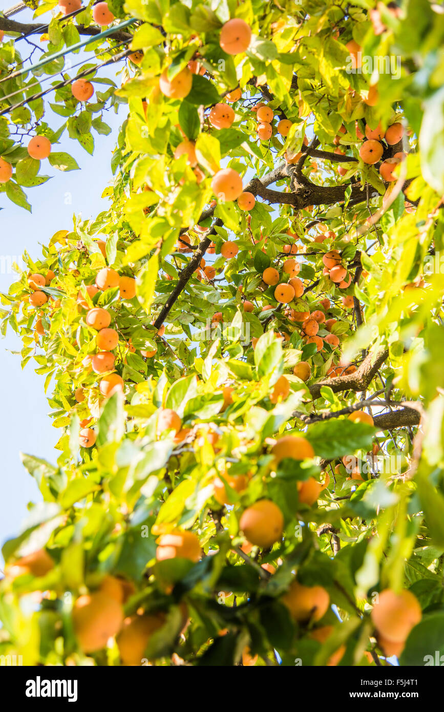 Tree seasons 4 fruit hi-res stock photography and images - Alamy