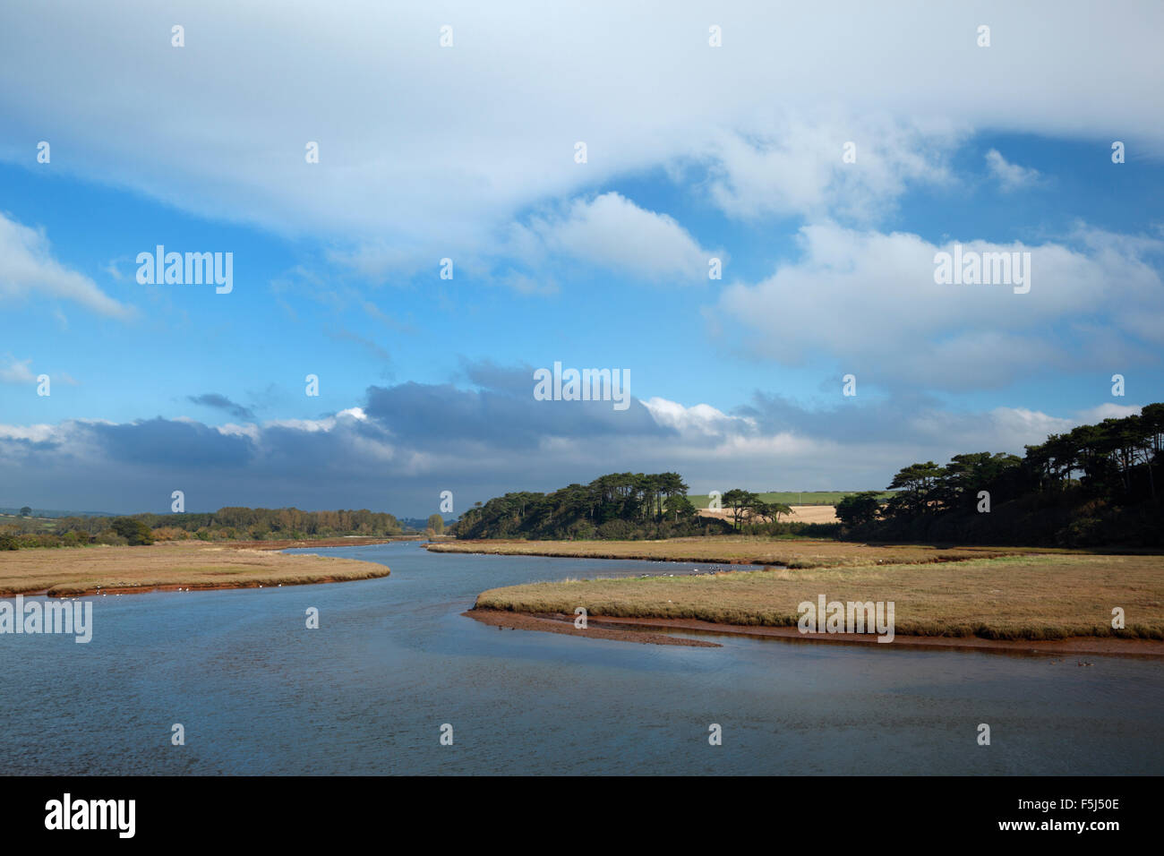 Devon river otter hi-res stock photography and images - Alamy
