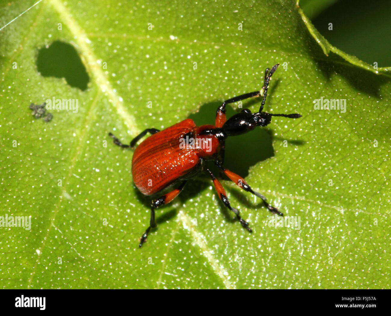 European Hazel Leaf Roller Weevil (Apoderus coryli) posing on a leaf ...