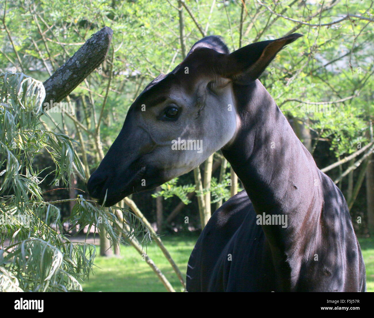 Close up of an okapi eating hi-res stock photography and images - Alamy