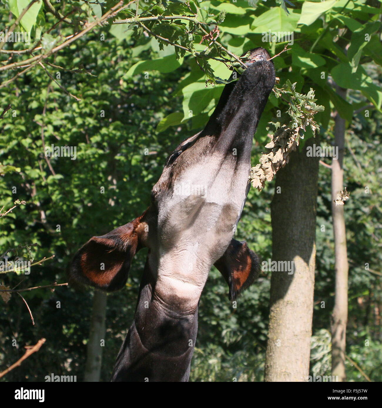 Close-up of the head of a female Central African Okapi (Okapia ...