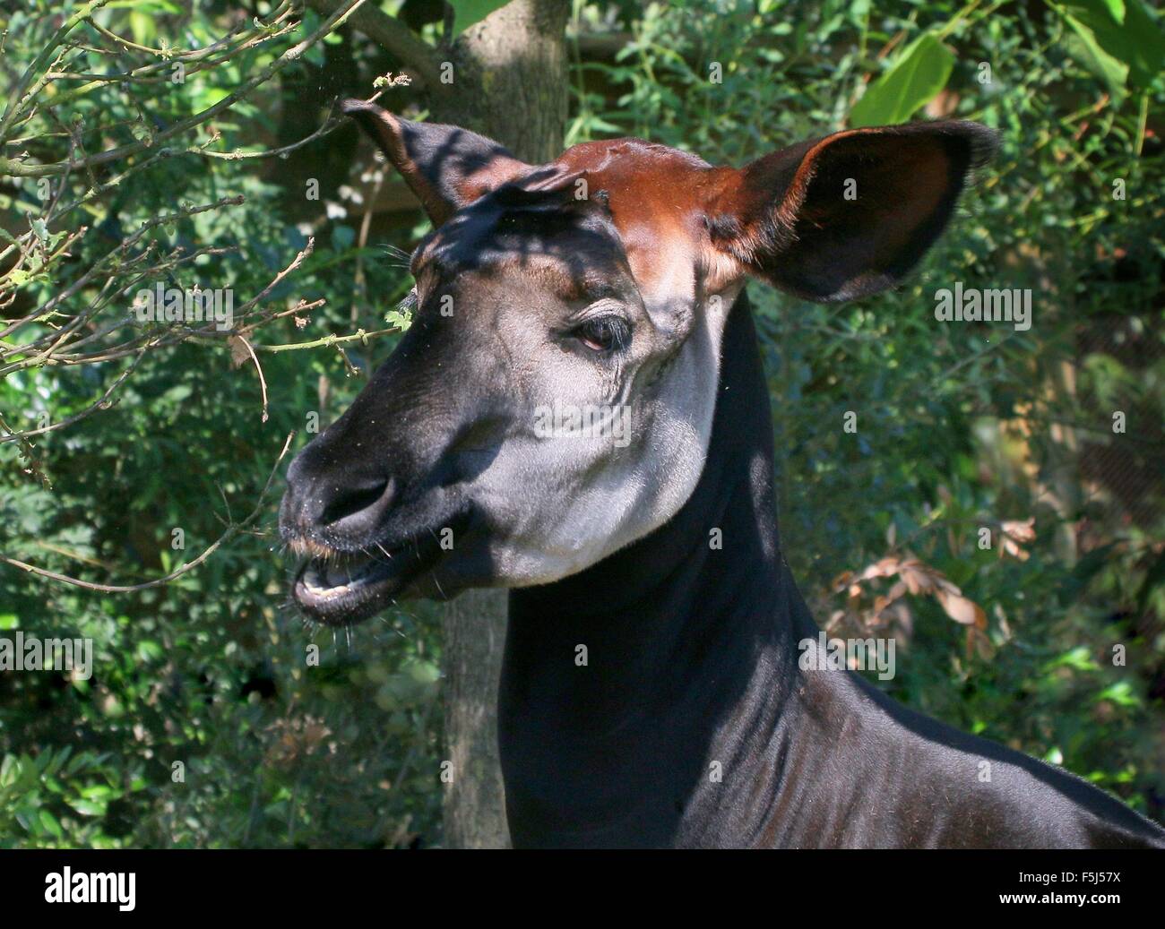 Okapi Hoofed Animals Stock Photos & Okapi Hoofed Animals Stock Images ...