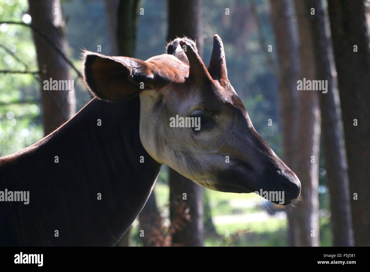 Close-up of the head of a male Central African Okapi (Okapia johnstoni ...