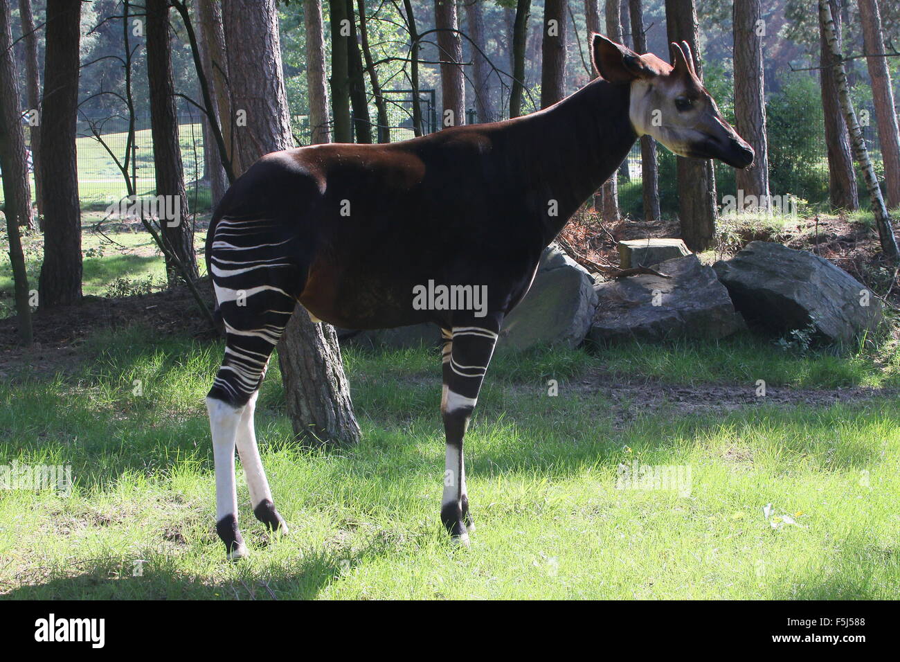 Captive male Central African Okapi (Okapia johnstoni) at Beekse Bergen ...