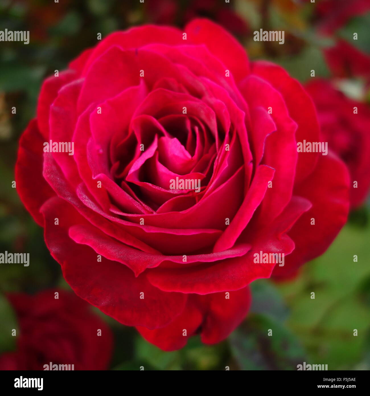 Red Rose Flower Stock Photo - Alamy