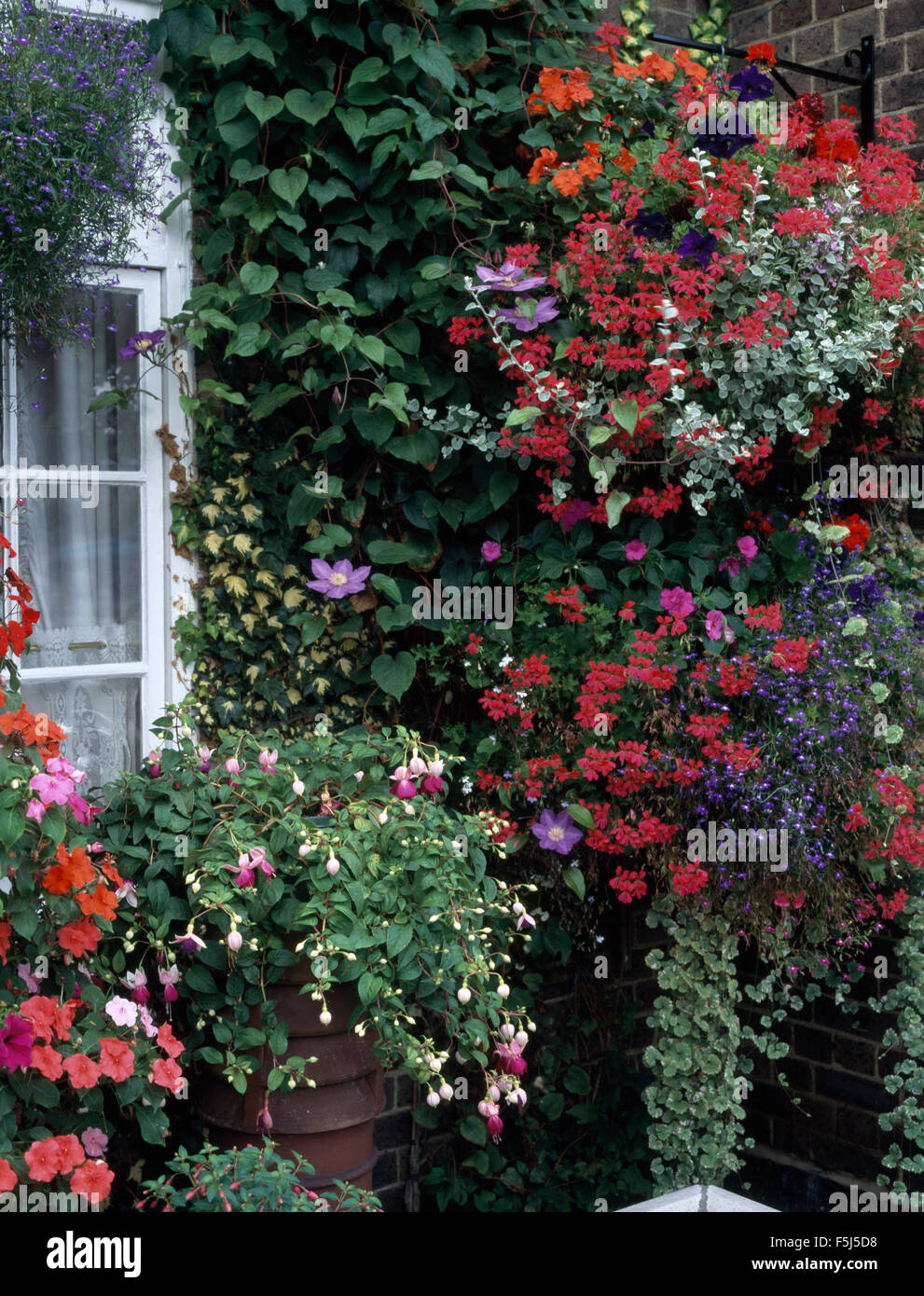 Geraniums lobelia hi-res stock photography and images - Alamy