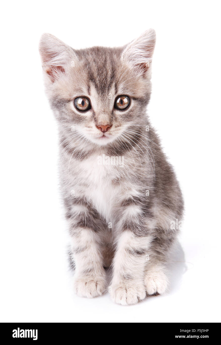 beautiful gray kitten Stock Photo - Alamy