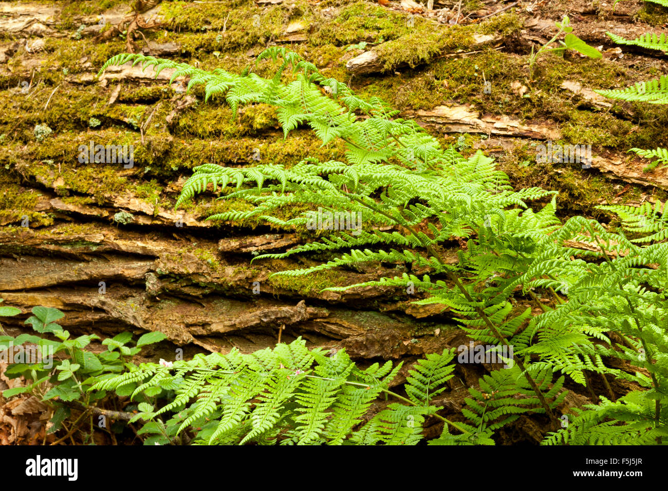 Rough tree fern hi-res stock photography and images - Alamy