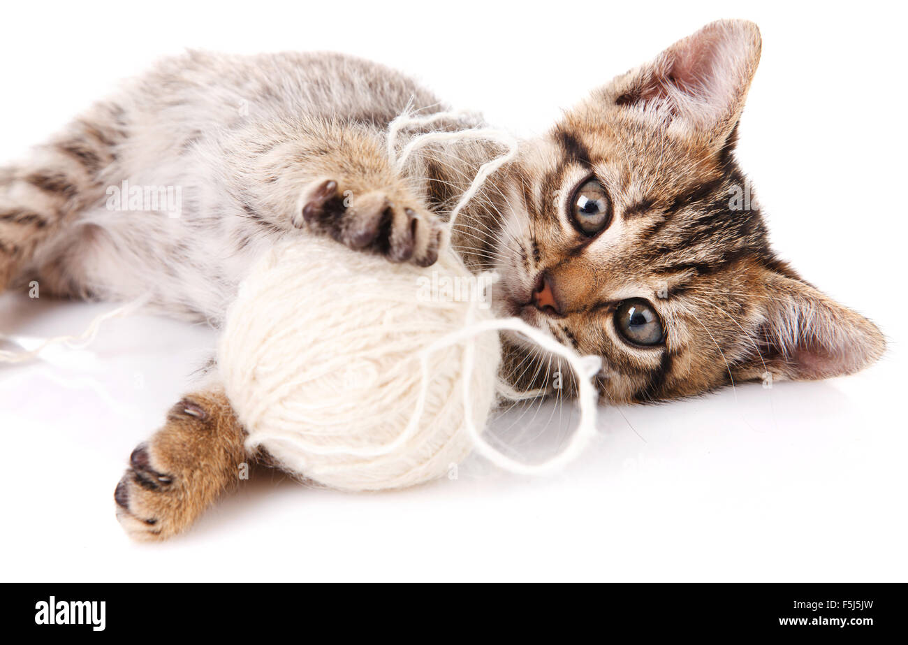 playful kitten with white ball Stock Photo - Alamy