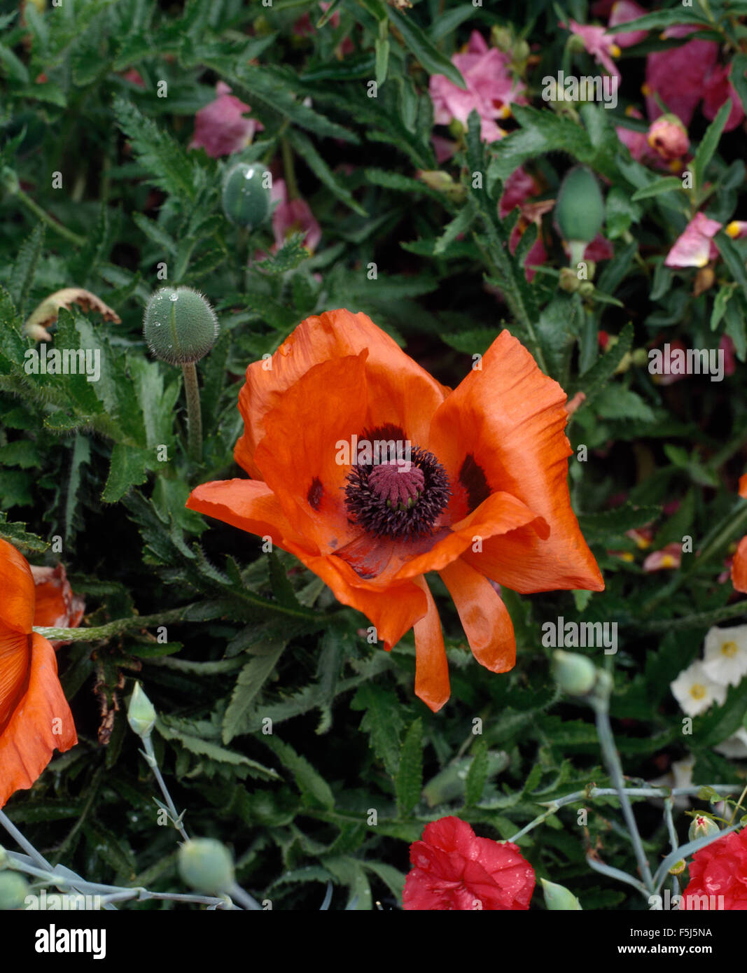 Close-up of Papaver Orientale Stock Photo - Alamy