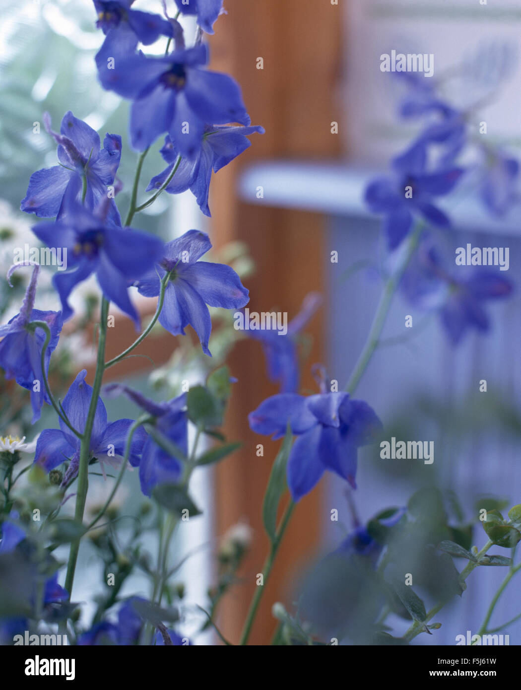 Blue larkspur hi-res stock photography and images - Alamy