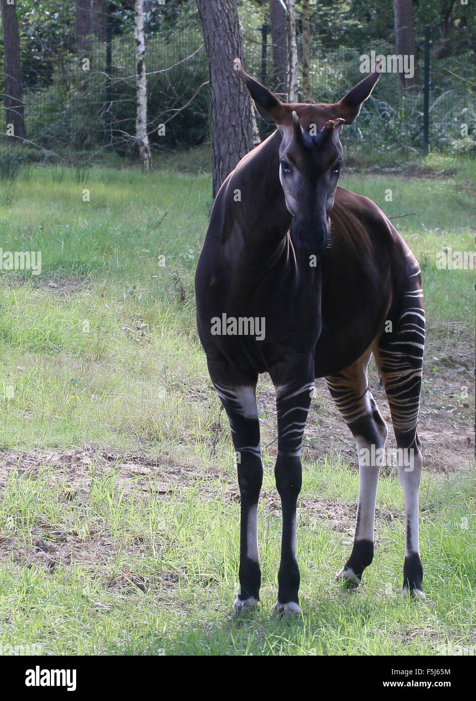 Male Central African Okapi (Okapia johnstoni) - Captive animal, fence ...